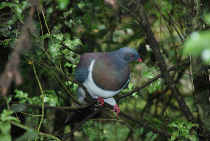 Native Wood Pigeon (Kererū) - Abel Tasman Sea Shuttles