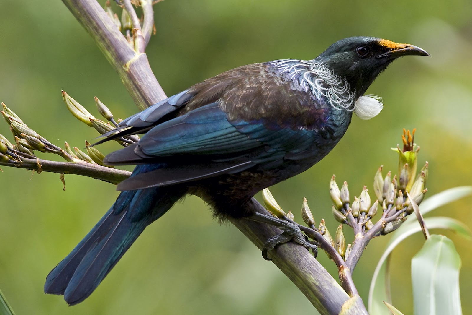Tui (Tūī) - Abel Tasman Sea Shuttles